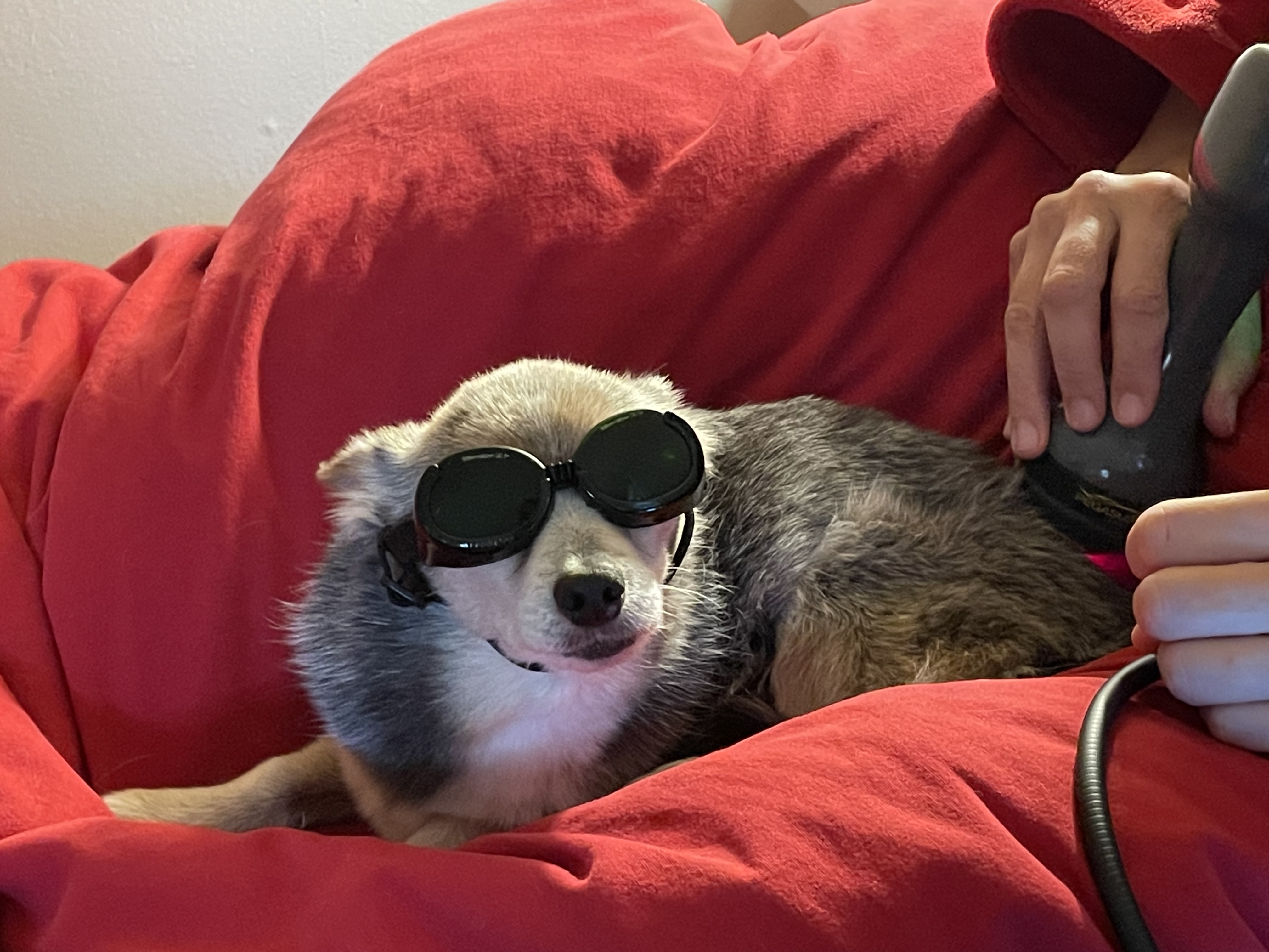 The Doggles Page! – climbing rose veterinary services